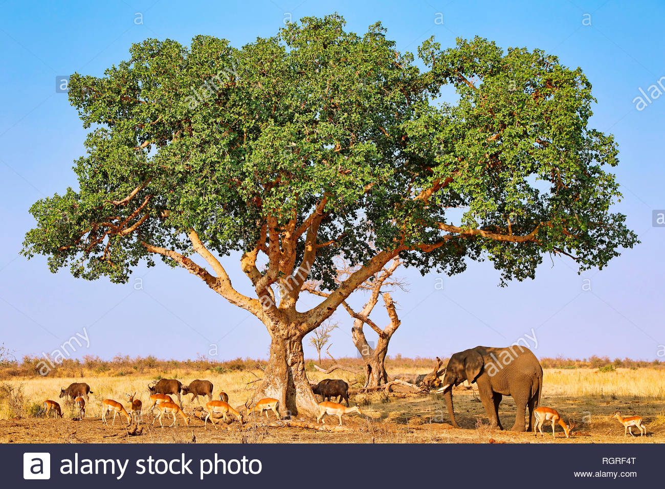 Sycamore Fig Stock Photos & Sycamore Fig Stock Images - Alamy