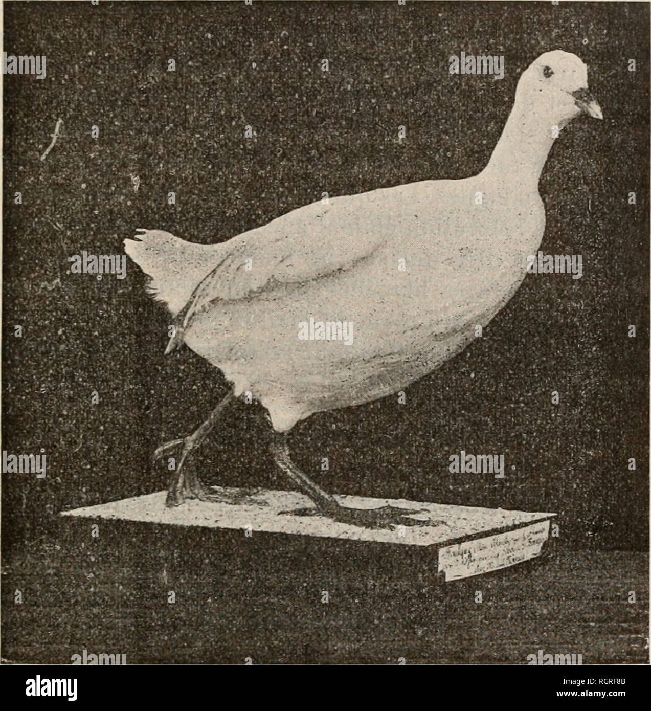 Foulque sur le dos hi-res stock photography and images - Alamy