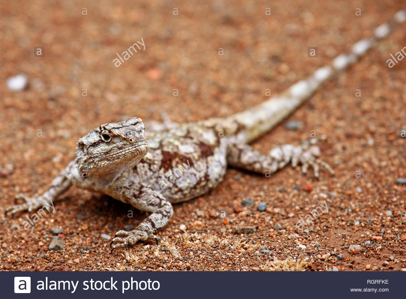 Southern Tree Agamas Stock Photos & Southern Tree Agamas Stock Images ...
