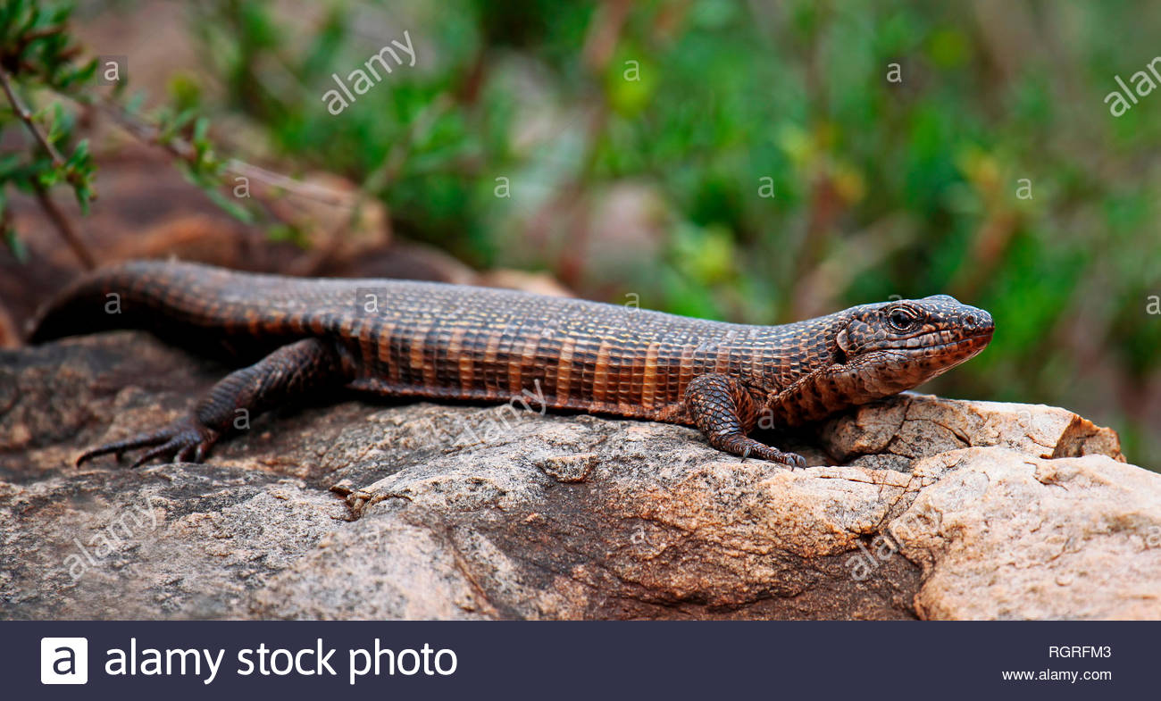 Gerrhosaurus Stock Photos & Gerrhosaurus Stock Images - Alamy