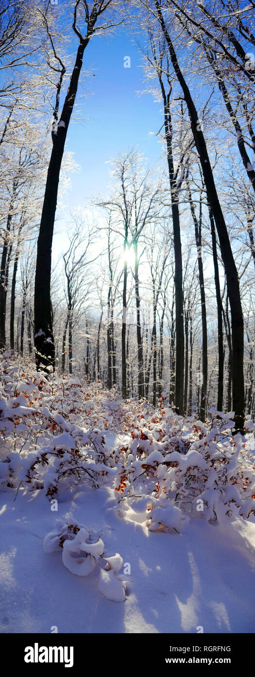 Winter forest in the snow. Mountains of snow. Frost and snowflakes ...