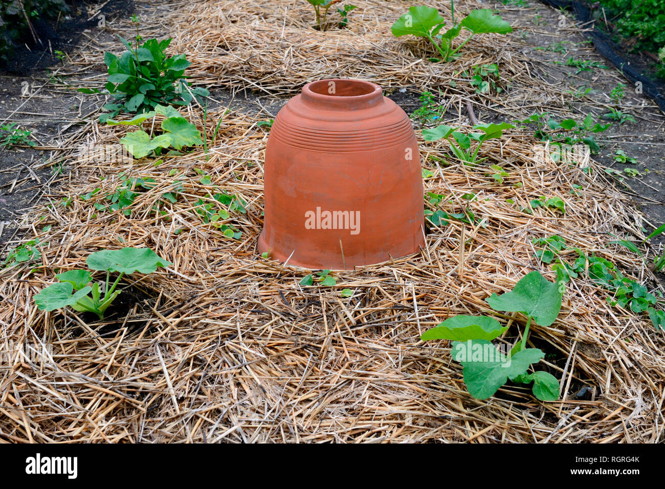 Rhubarb forcer hi-res stock photography and images - Alamy