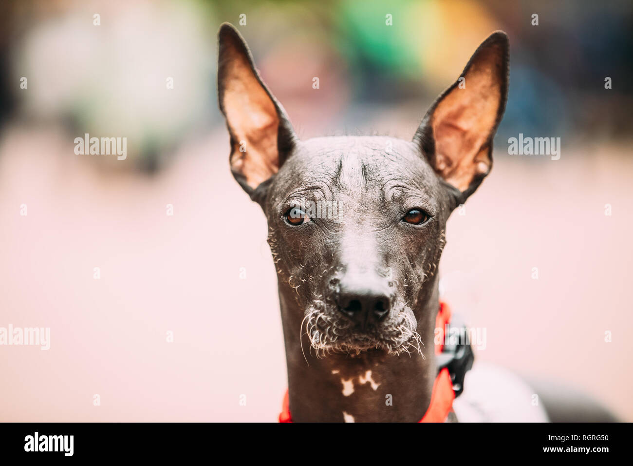 Mexican Hairless Dog Close Up Portrait. Xoloitzcuintli Or Xolo For ...