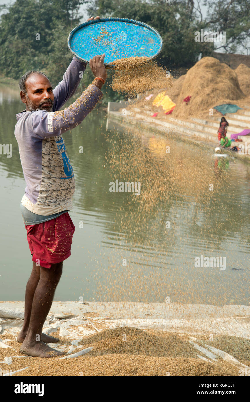 India. Bihar . Katari Middle village. Man winnowing rice Stock Photo ...
