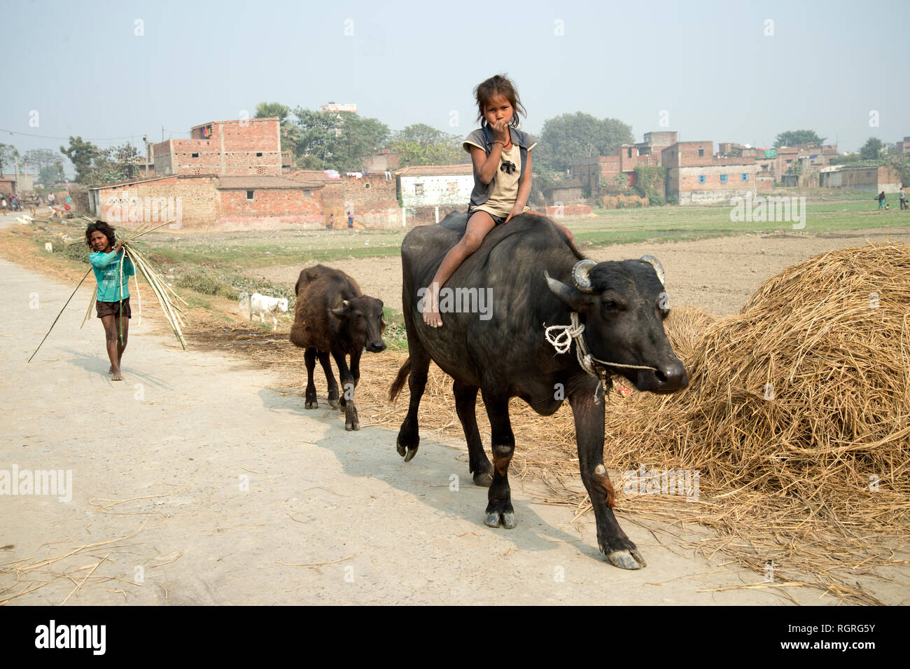 India. Bihar . Katari Middle village. Young girl riding a buffalo ...