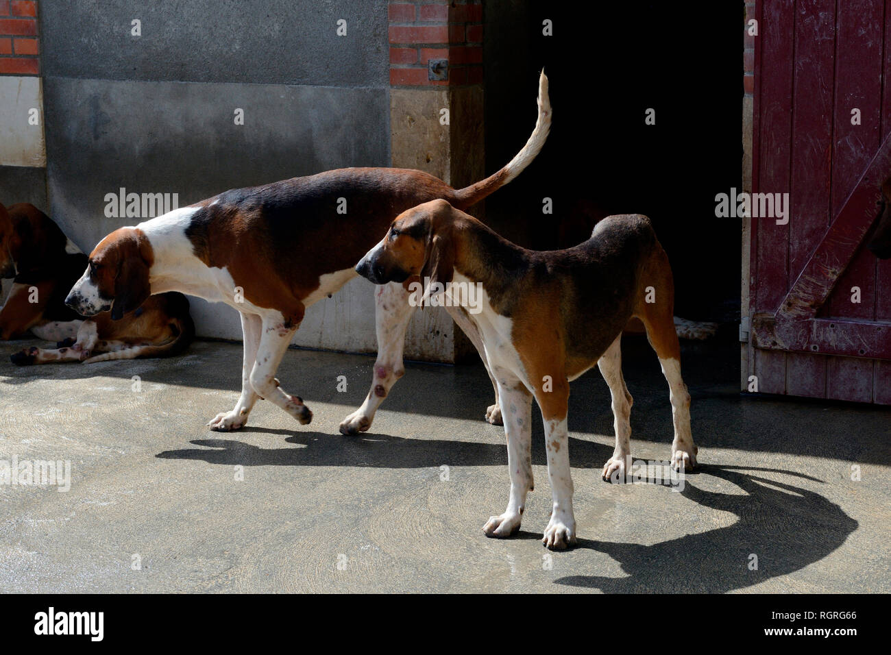 Jagdhunde im Zwinger von Schloss Cheverny, Loireschloss Cheverny ...