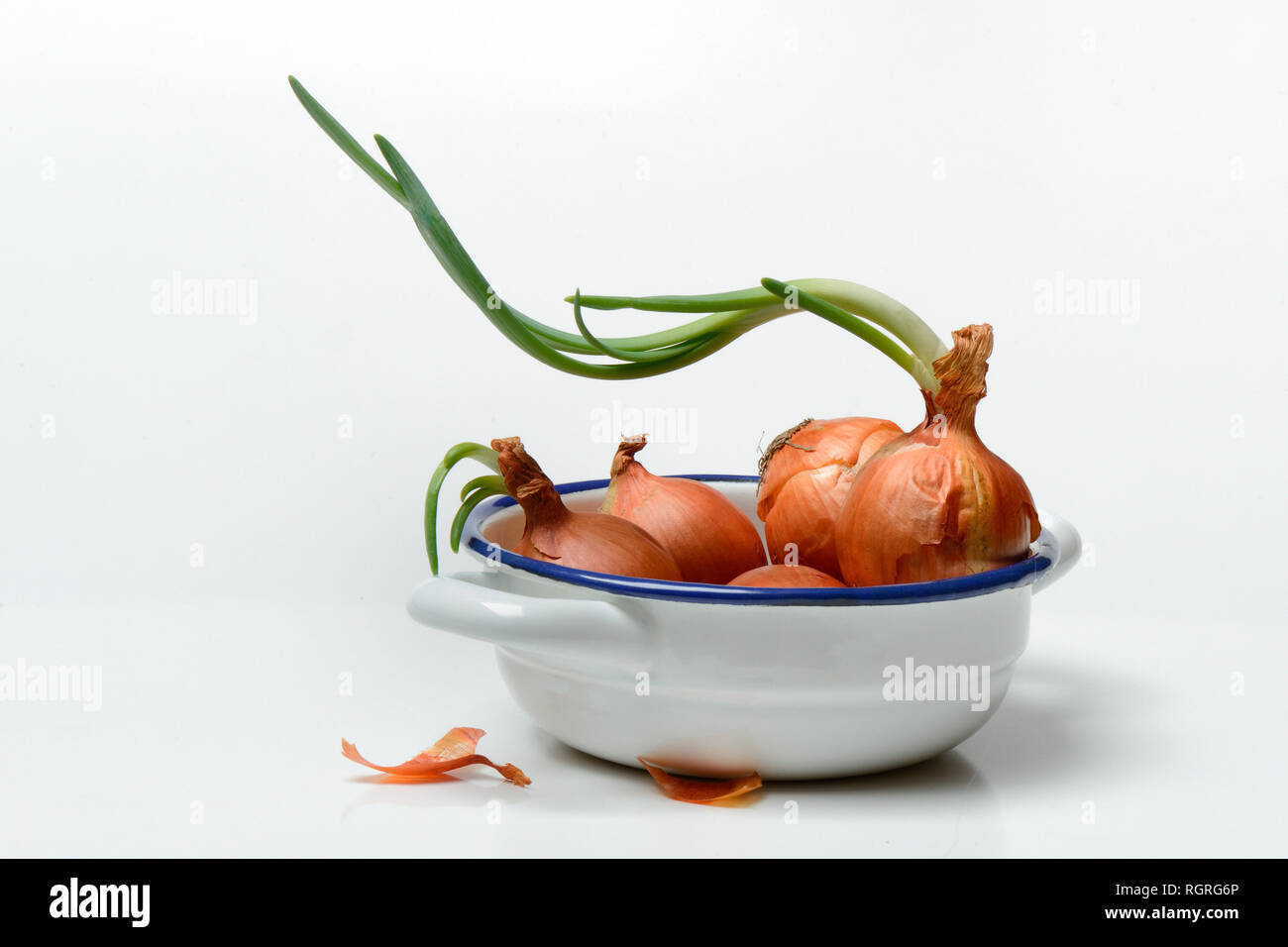 Allium cepa onion plants hi-res stock photography and images - Alamy