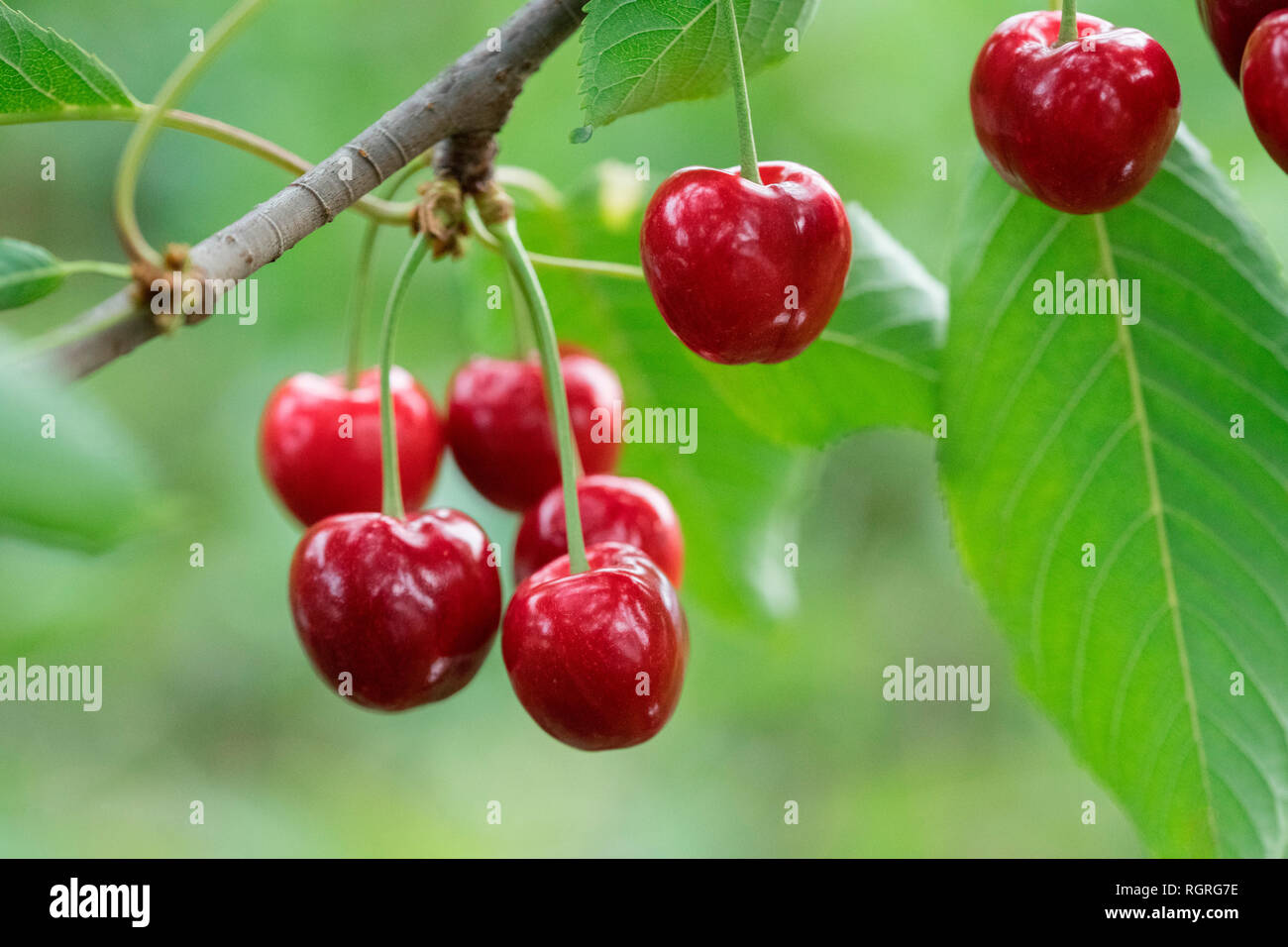 Prunus avium cherry tree fruits hi-res stock photography and images - Alamy