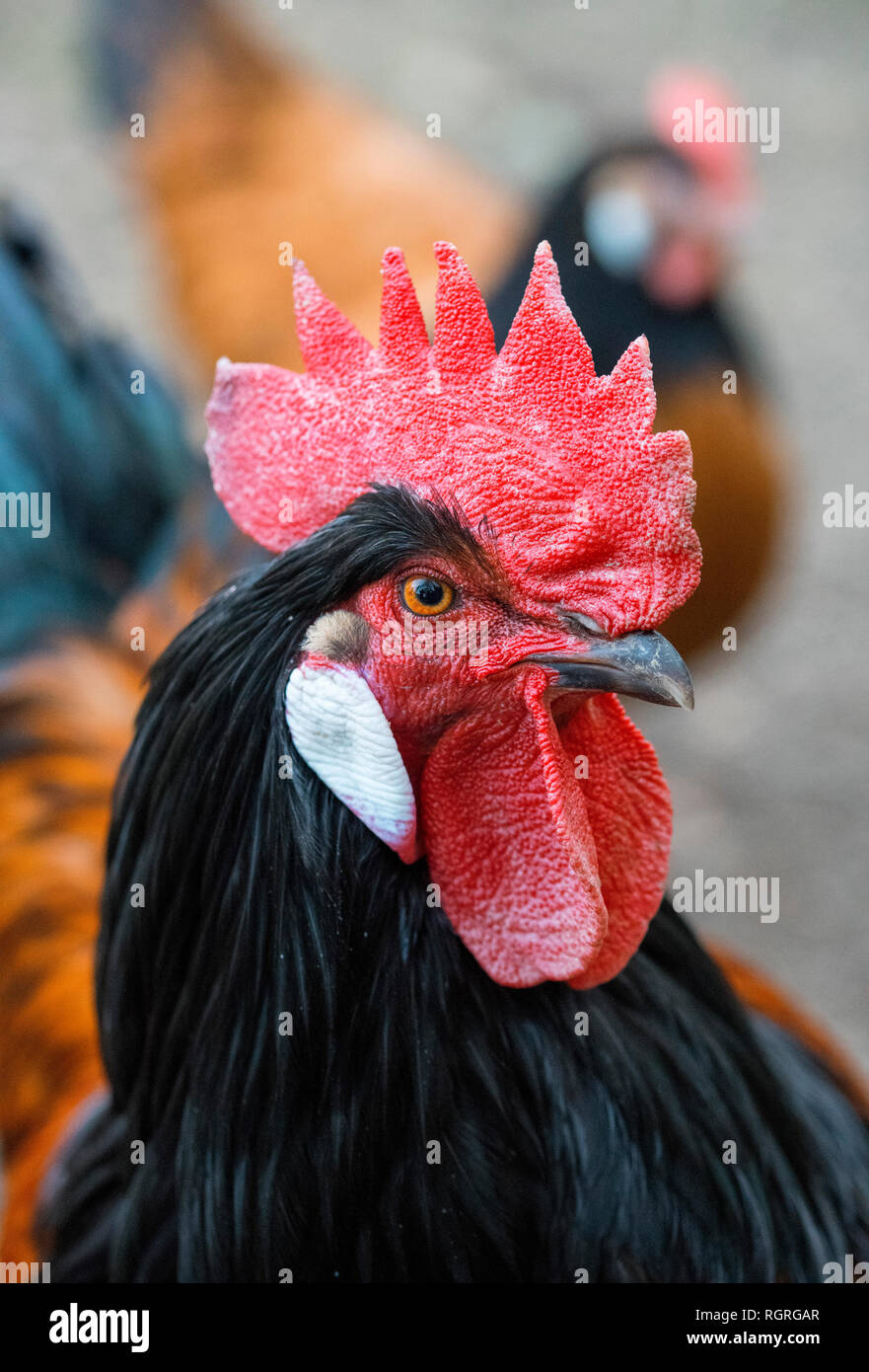 Vorwerk chicken, rooster Stock Photo - Alamy