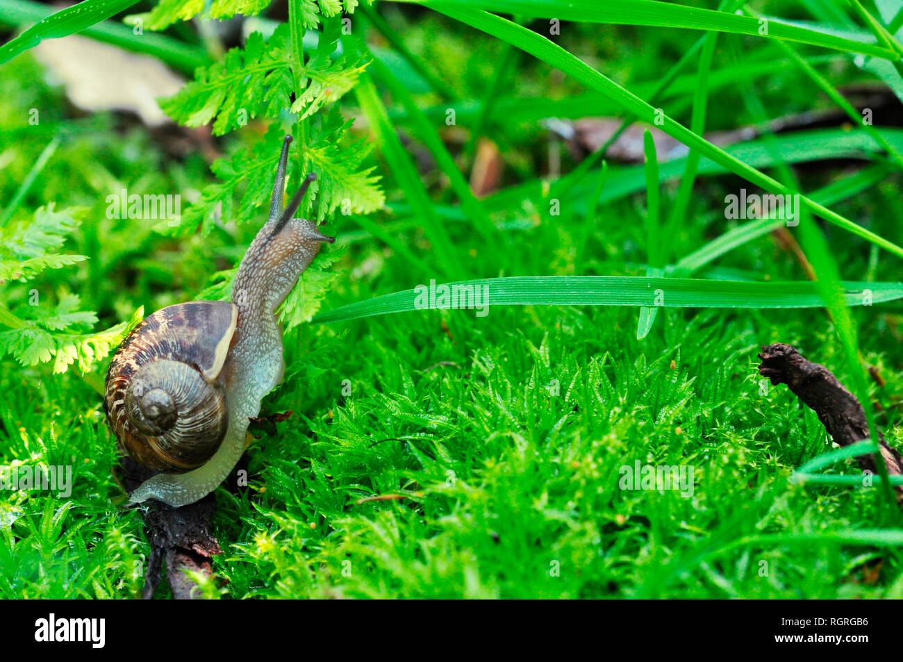Edible Snail, North Rhine-Westphalia, Germany, Europe, Helix pomatia ...