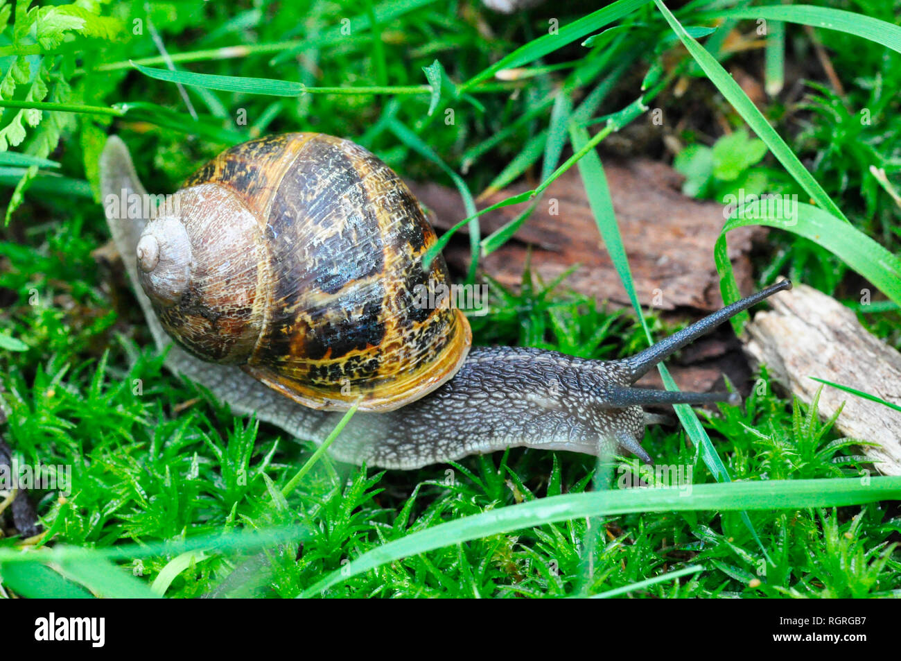 Edible snails hi-res stock photography and images - Alamy