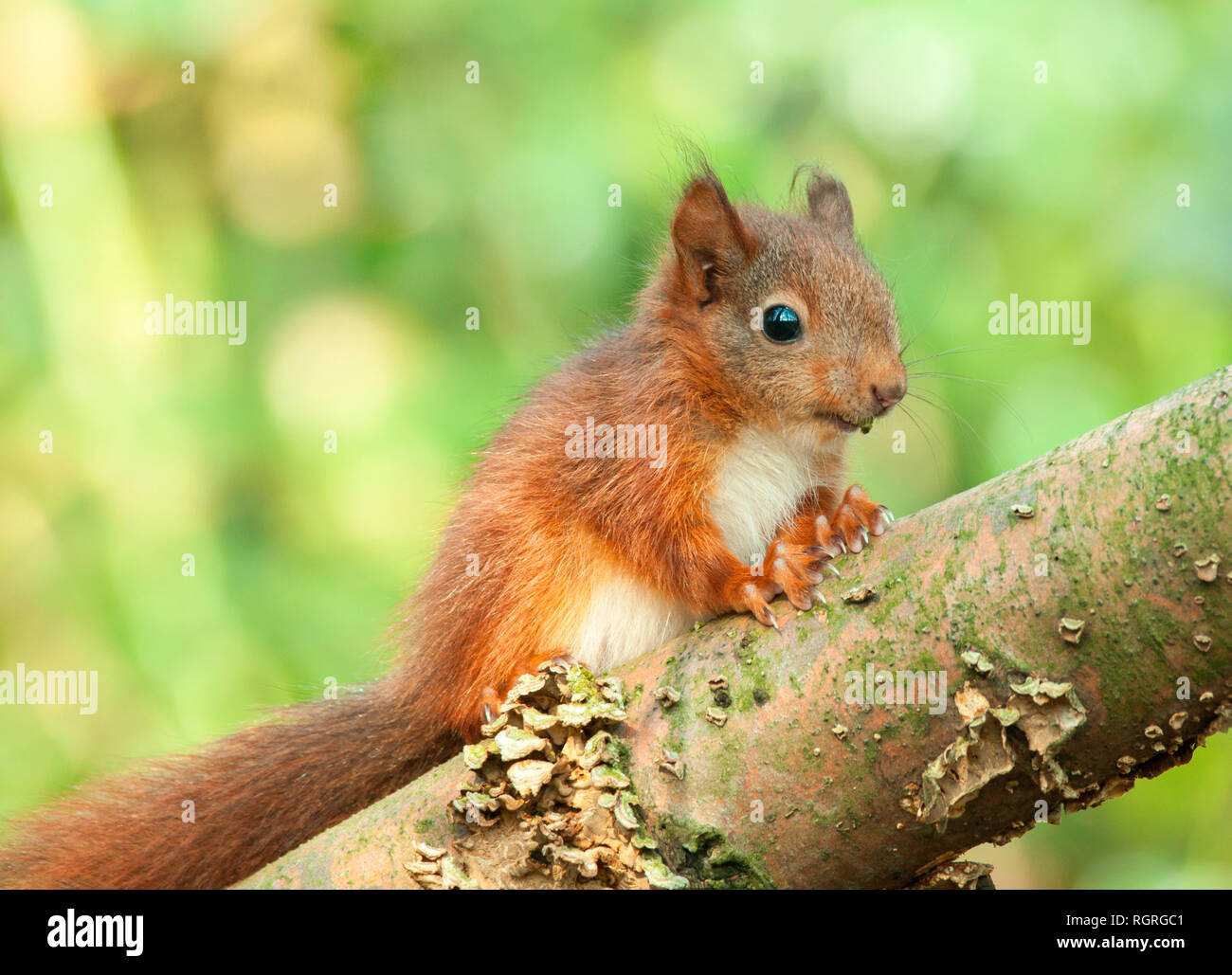 Juvenile squirrel hi-res stock photography and images - Alamy