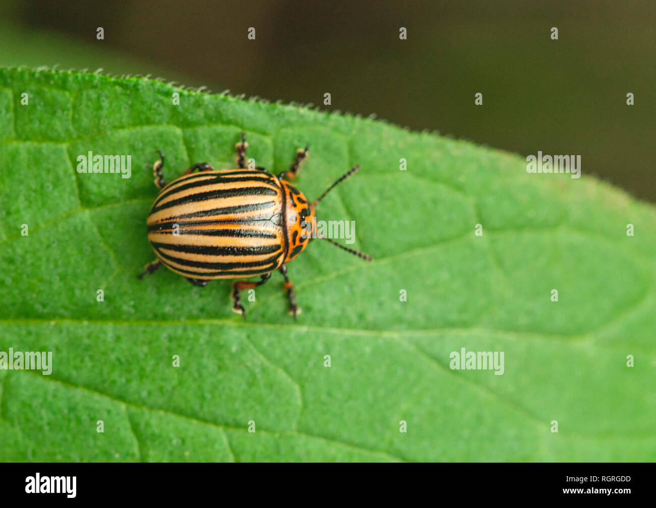 Colorado potato beetle, Europe, Leptinotarsa decemlineata Stock Photo ...