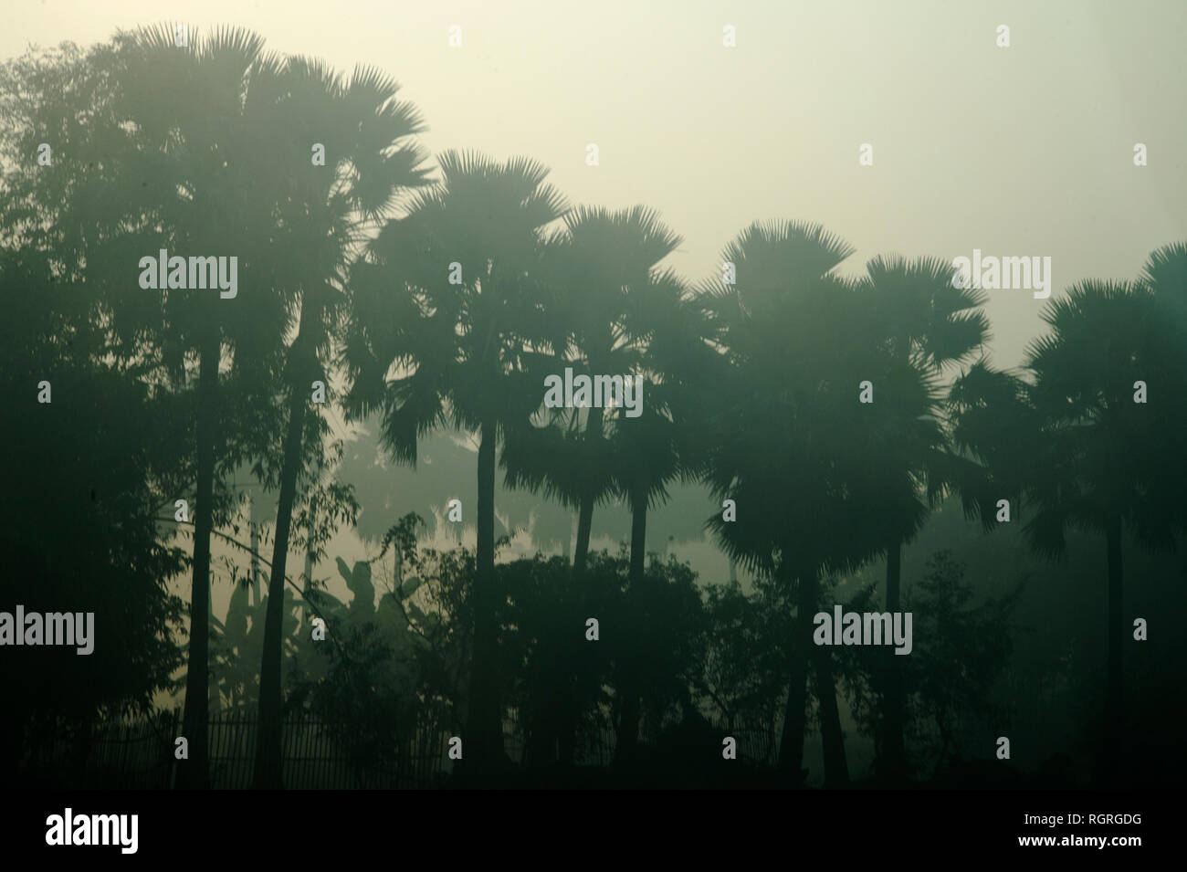 India. Bihar. Motihari. Early morning palm tree landscape Stock Photo ...