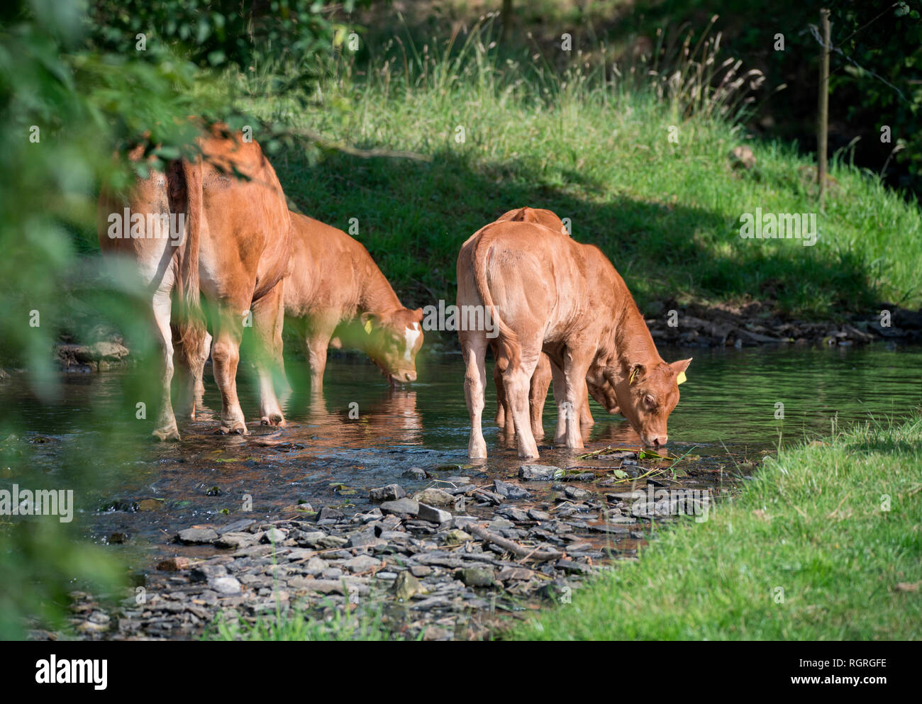 Cattle drinking stream streams hi-res stock photography and images - Alamy