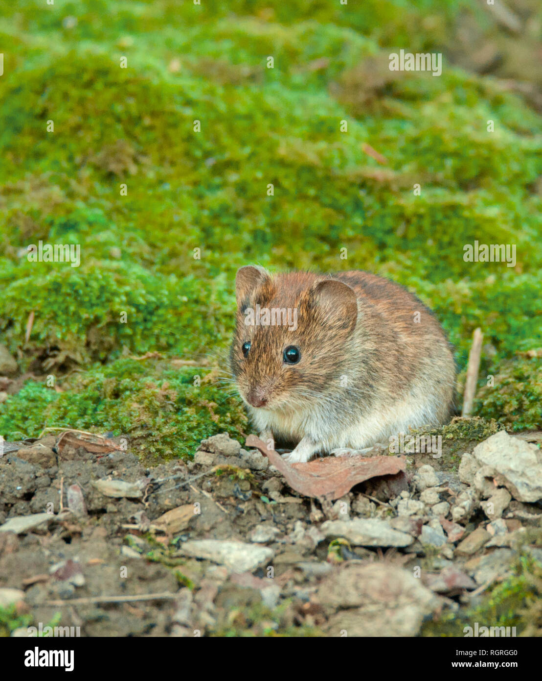 Bank voles hi-res stock photography and images - Alamy
