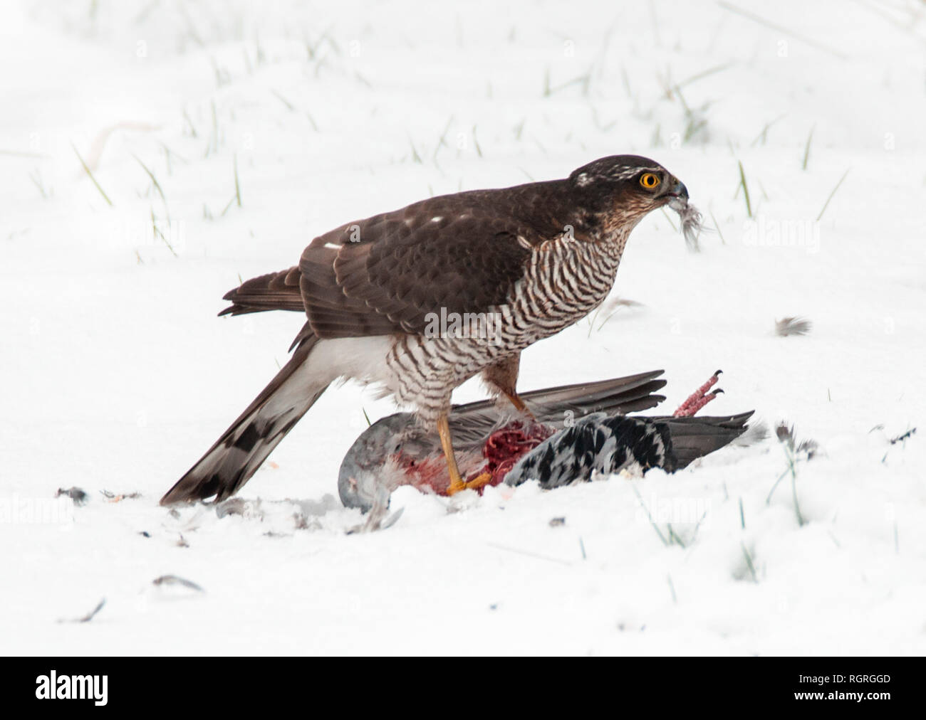 Hawks and doves hi-res stock photography and images - Alamy