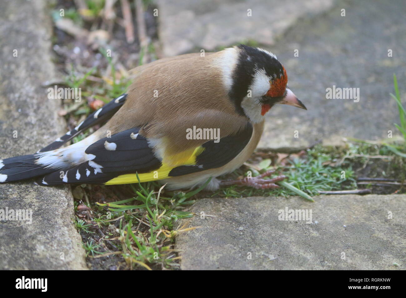 Close up male beautiful Goldfinch live wild bird, with red, black white ...