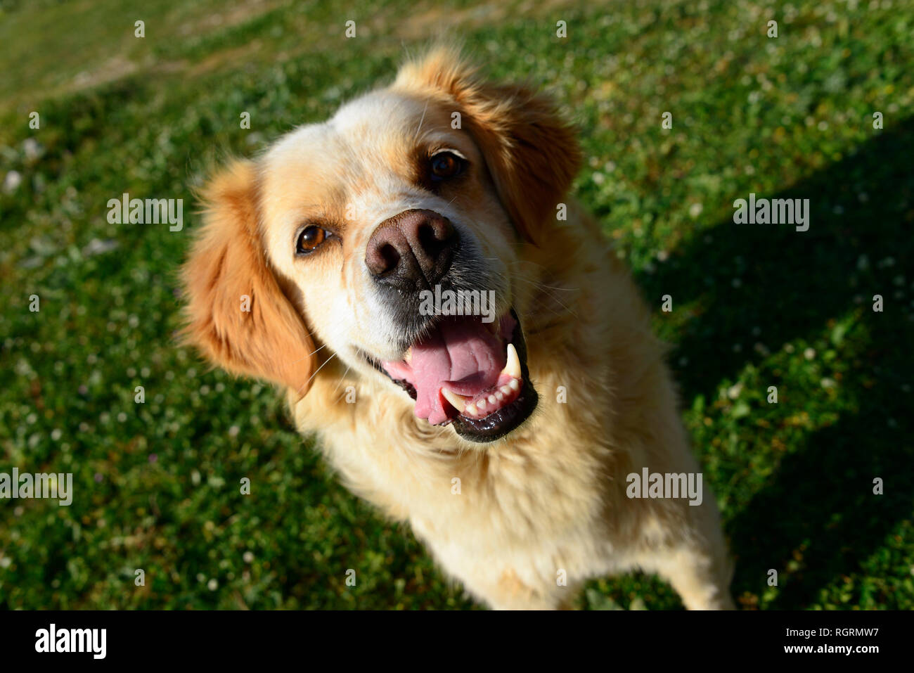Mixed breed dog, Albania Stock Photo - Alamy