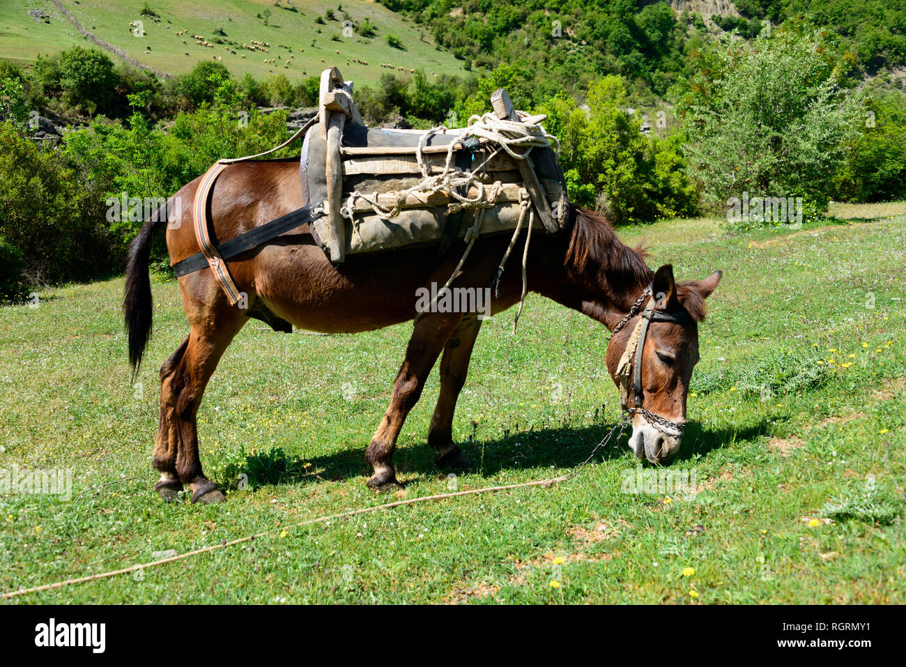 Packsaddle hi-res stock photography and images - Alamy