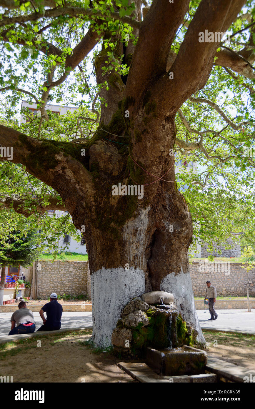 Plane tree on village square with fountain, Leskovik, Kolonja, Albania ...