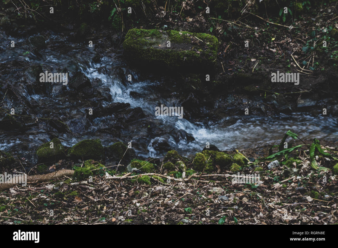 Dirty water moss hi-res stock photography and images - Alamy