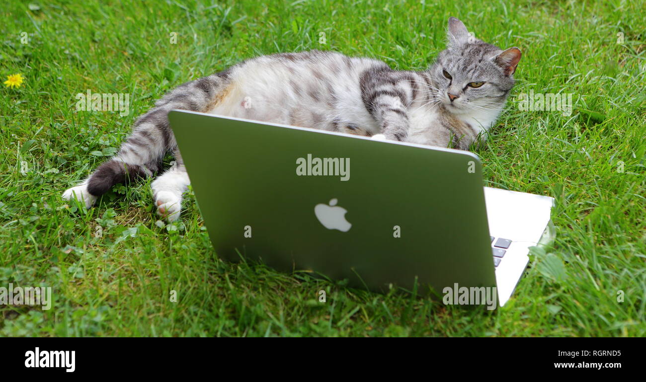 TEXEL, NETHERLANDS - JUNE 5, 2018: Cat and Apple Computer. Photo of a ...