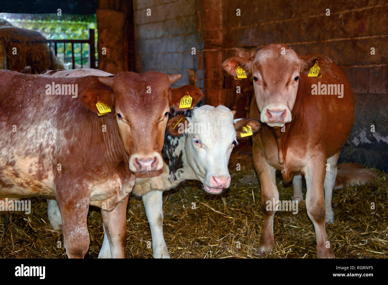 Cattle farm animals hi-res stock photography and images - Alamy