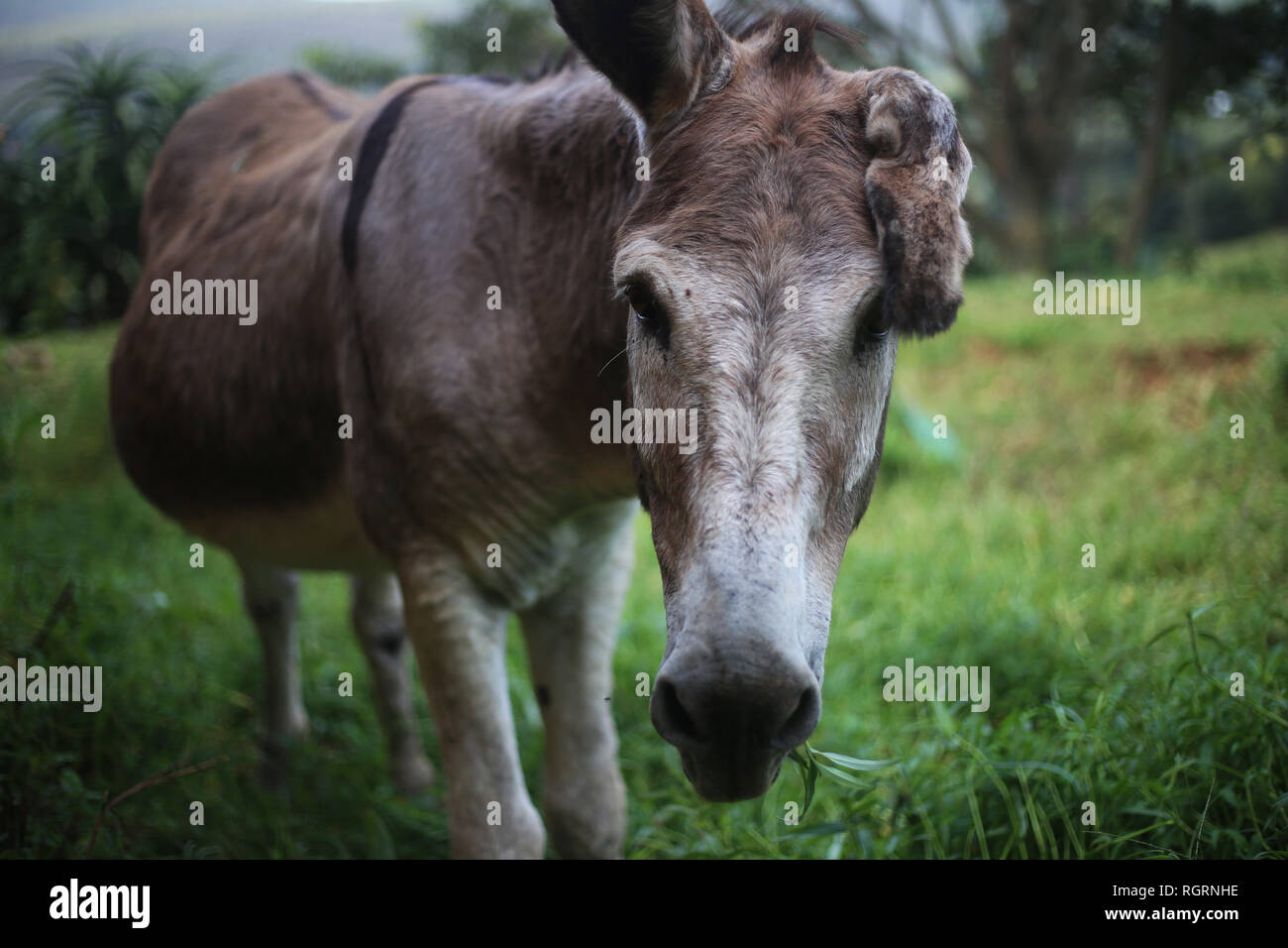 Donkey looking at the camera hi-res stock photography and images - Alamy
