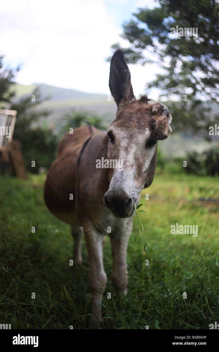 A donkey looking at the camera on a farm in South Africa Stock Photo ...