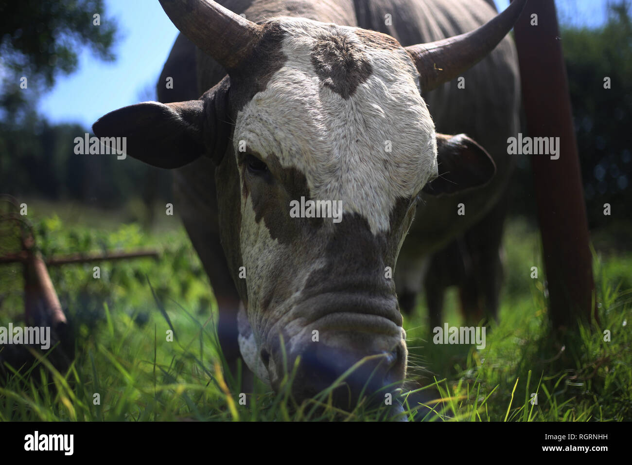 Bull on a farm hi-res stock photography and images - Alamy