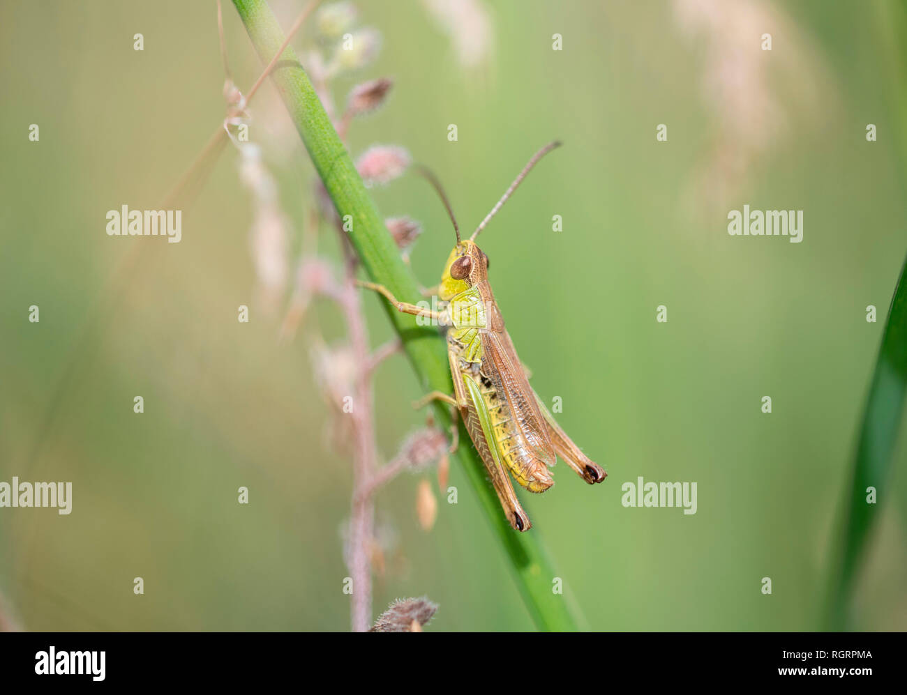 meadow grasshopper, Grevenbroich, North Rhine-Westphalia, Germany ...