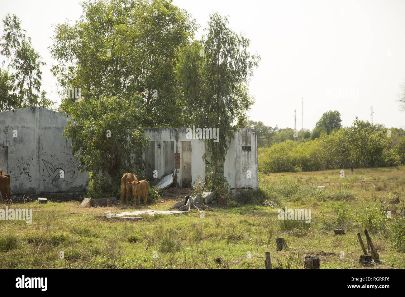 Calf shadow hi-res stock photography and images - Alamy