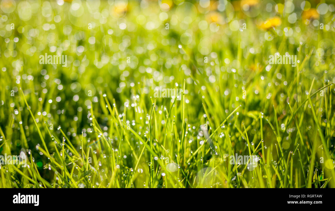Spring nature background with green grass field Stock Photo - Alamy