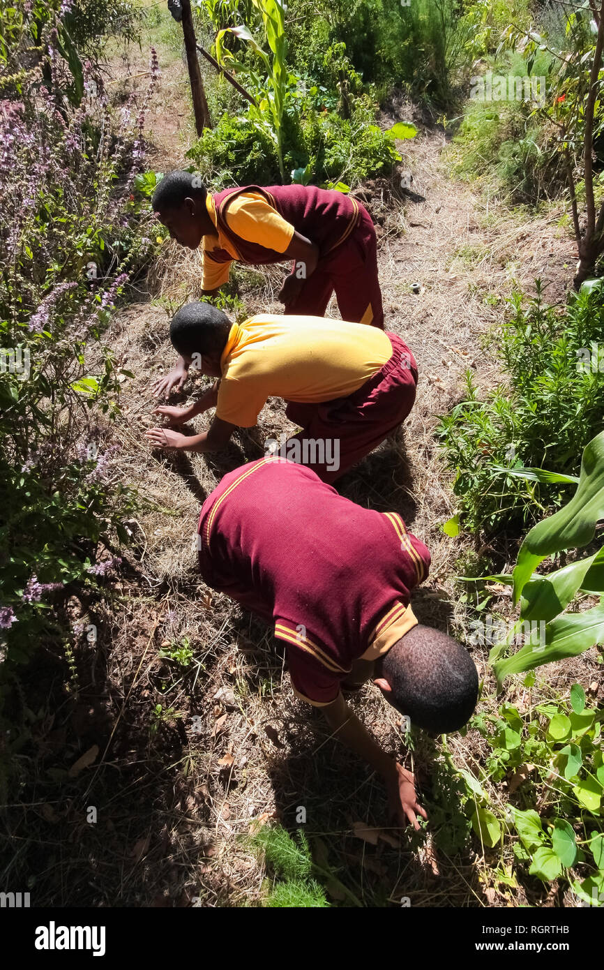 Johannesburg, South Africa - School children learning about agriculture ...