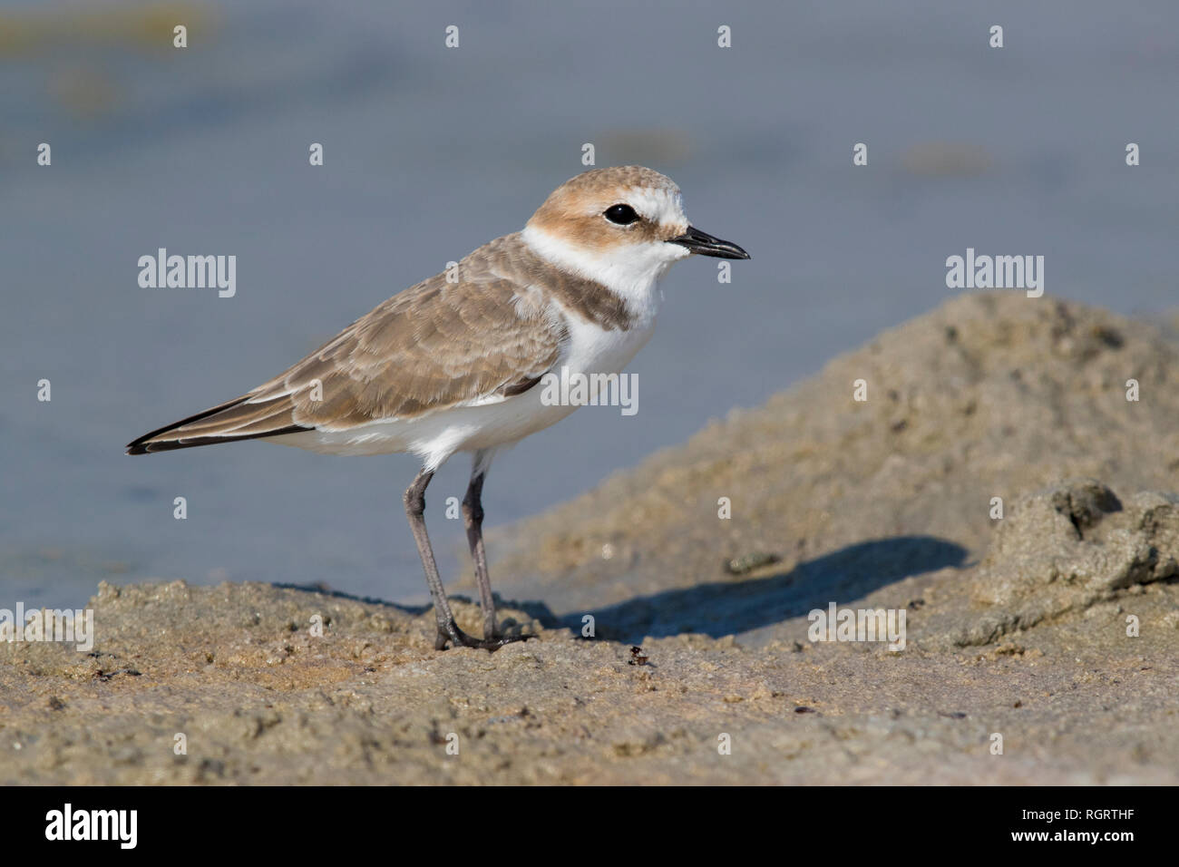 Kentish Plover (Charadrius alexandrinus), adult female standing on the ...