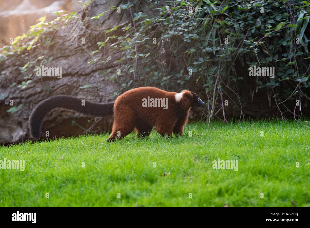 African wild animal captive in a zoo Stock Photo - Alamy