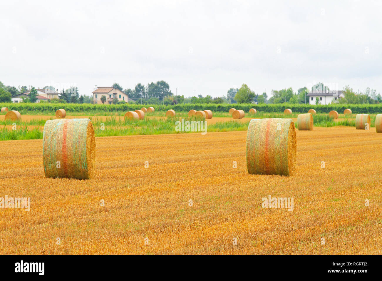 Rolling haystacks in the yellow agriculture field Stock Photo - Alamy