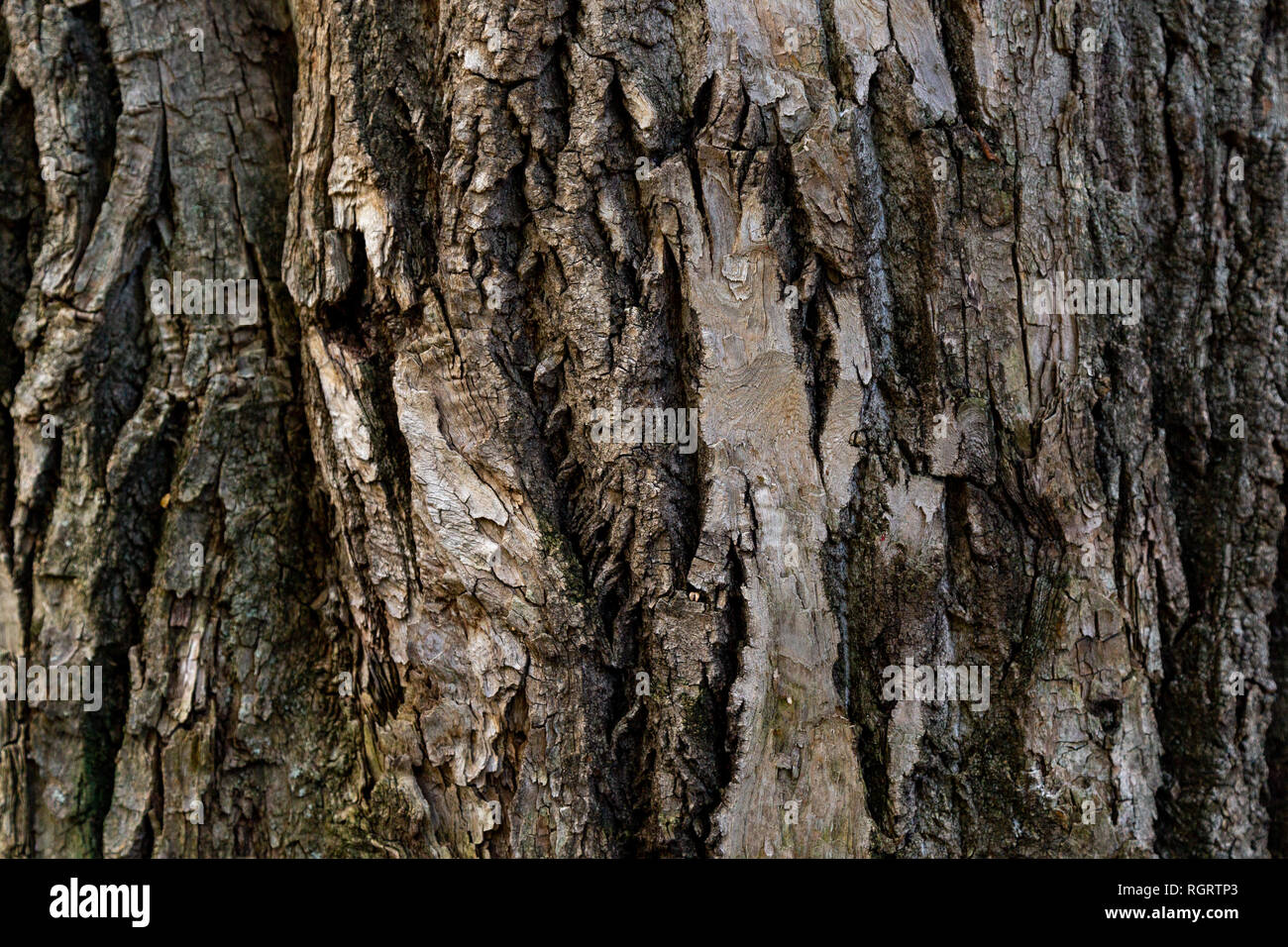 dry tree bark texture and background or pattern Stock Photo - Alamy