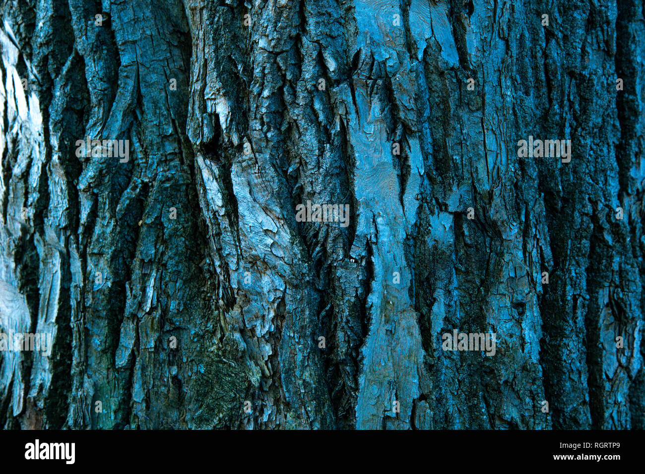 dry tree bark texture and background or pattern Stock Photo - Alamy