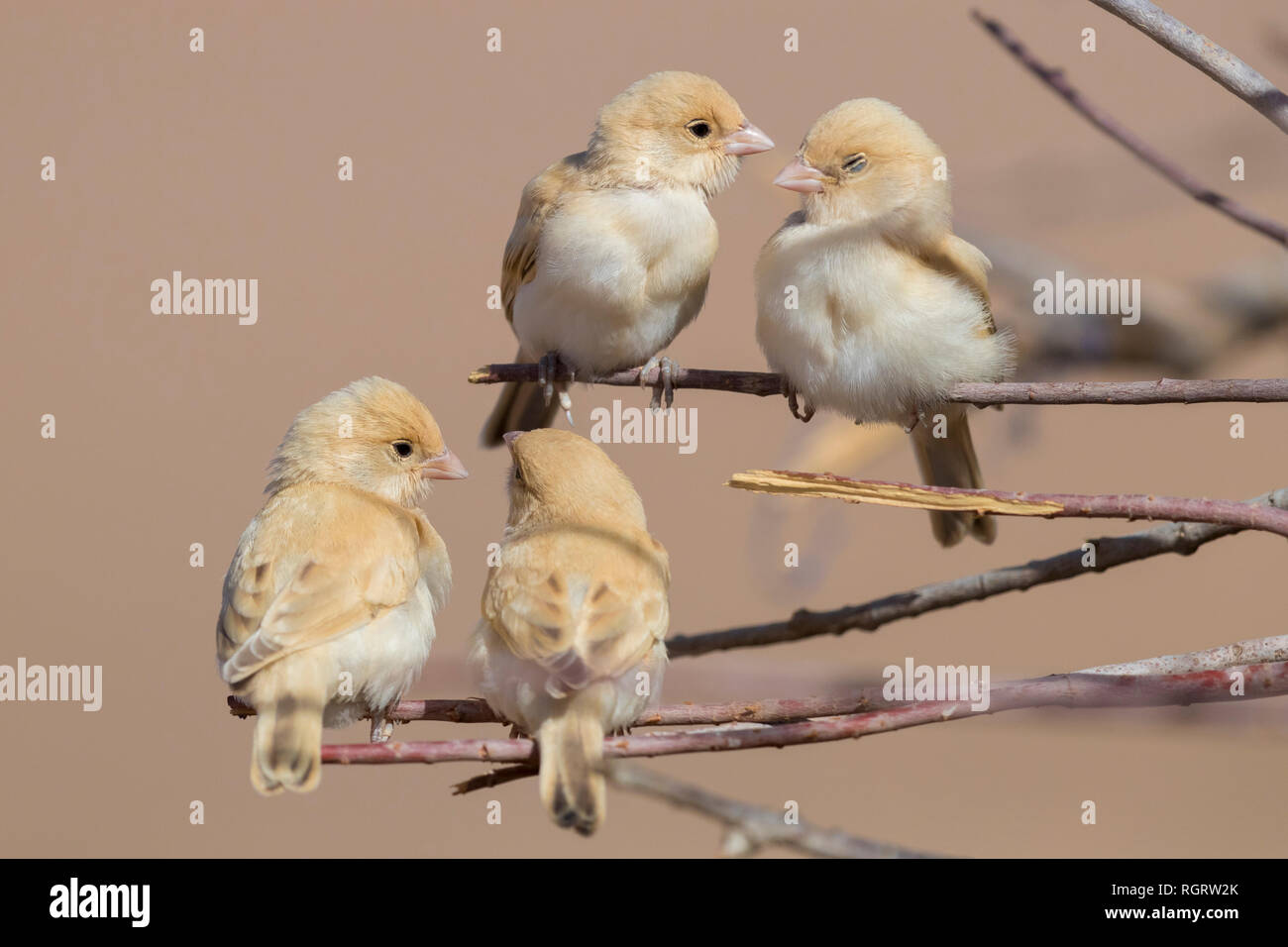 Desert Sparrow (Passer simplex saharae), four chicks perched on some ...