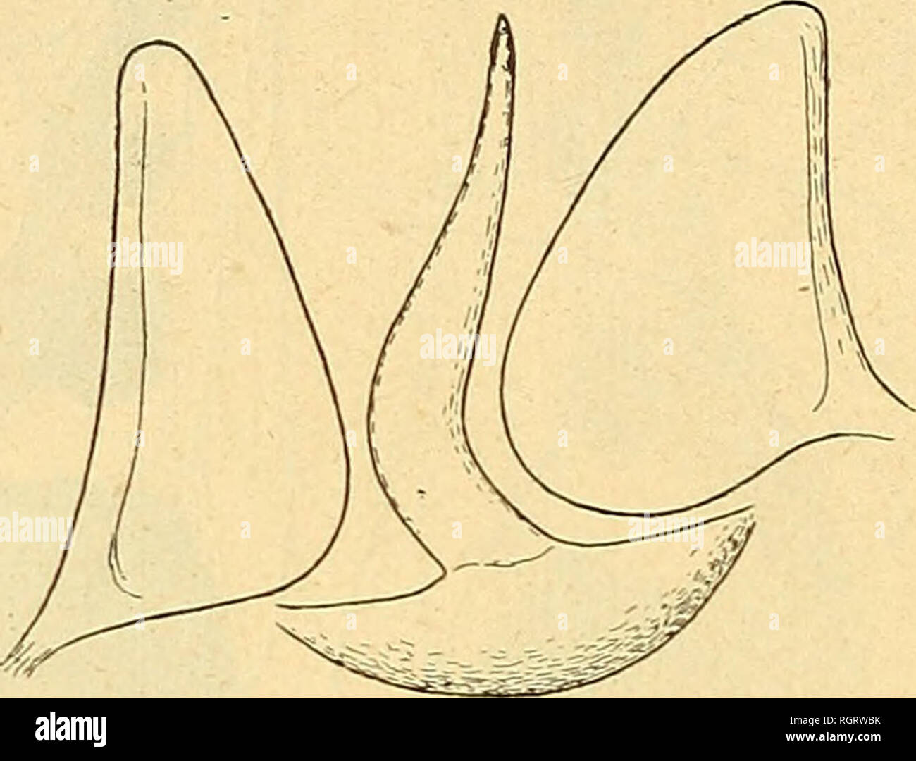 Tache ovale hi-res stock photography and images - Alamy