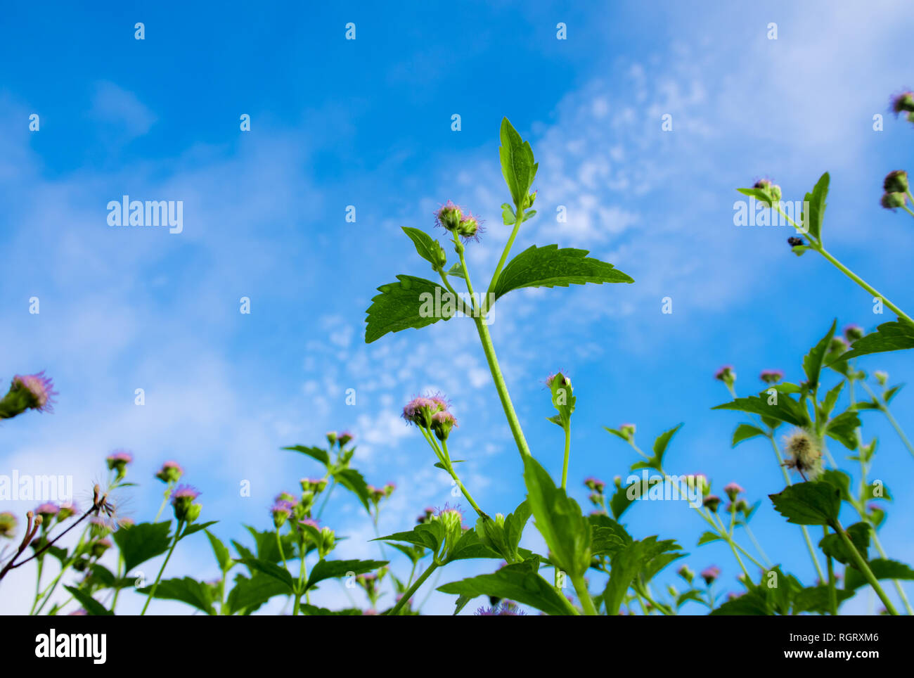 Small flower of goat weed and blue sky background, ant eye view Stock ...