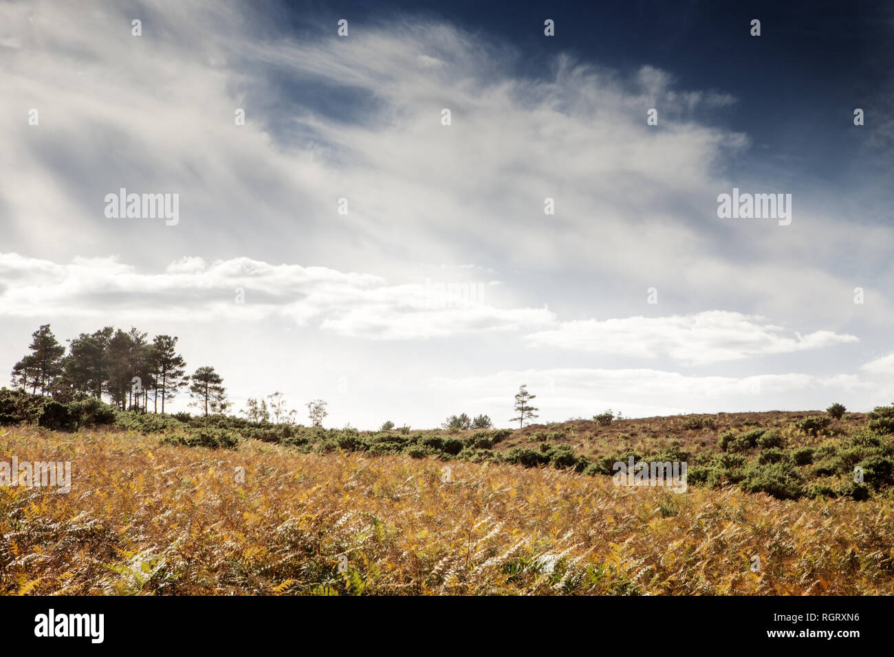 beautiful landscape of Stoborough Heath, Wareham, Dorset Stock Photo ...