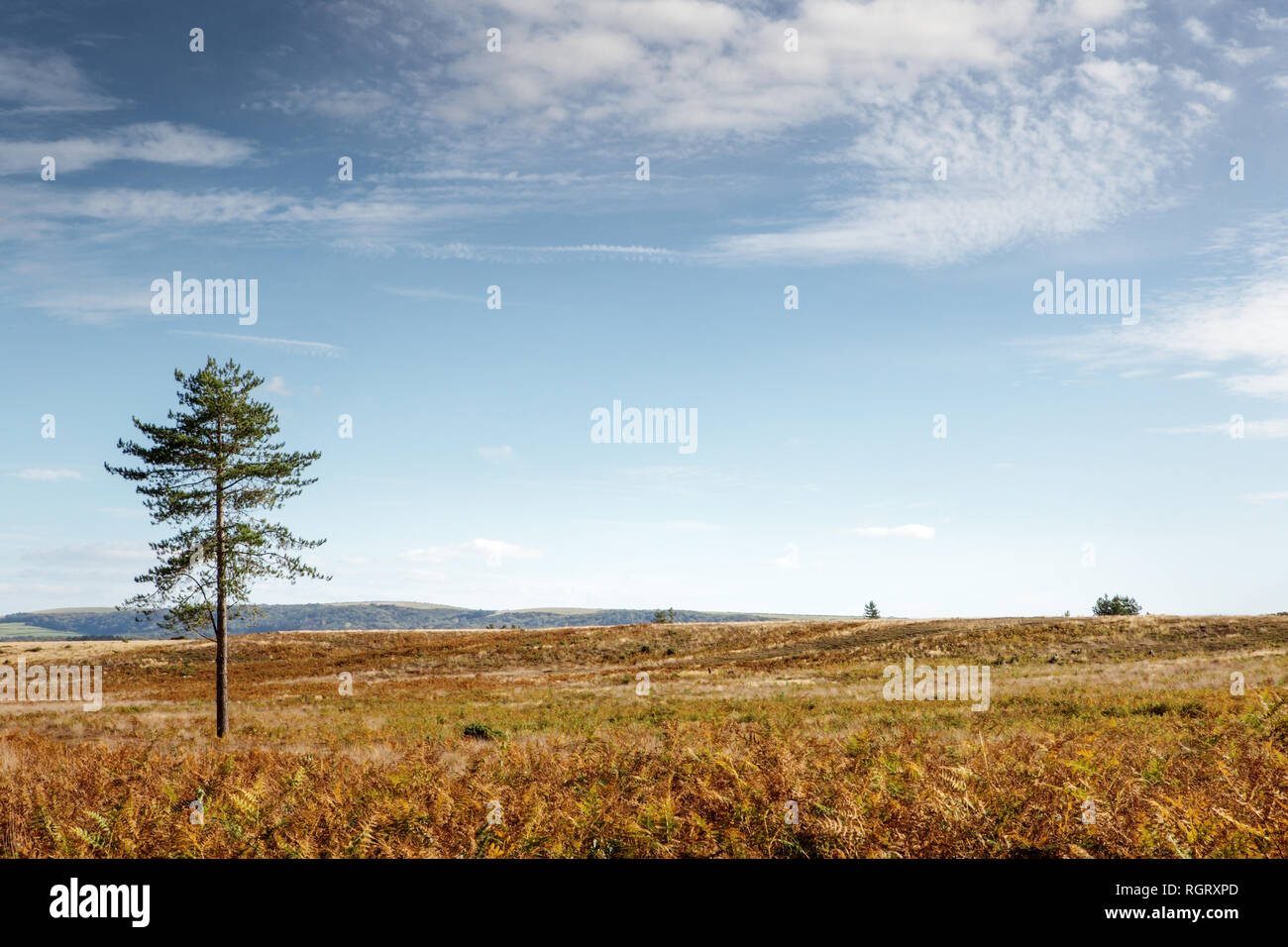 beautiful landscape of Stoborough Heath, Wareham, Dorset Stock Photo ...