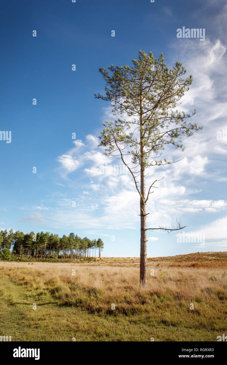 beautiful landscape of Stoborough Heath, Wareham, Dorset Stock Photo ...