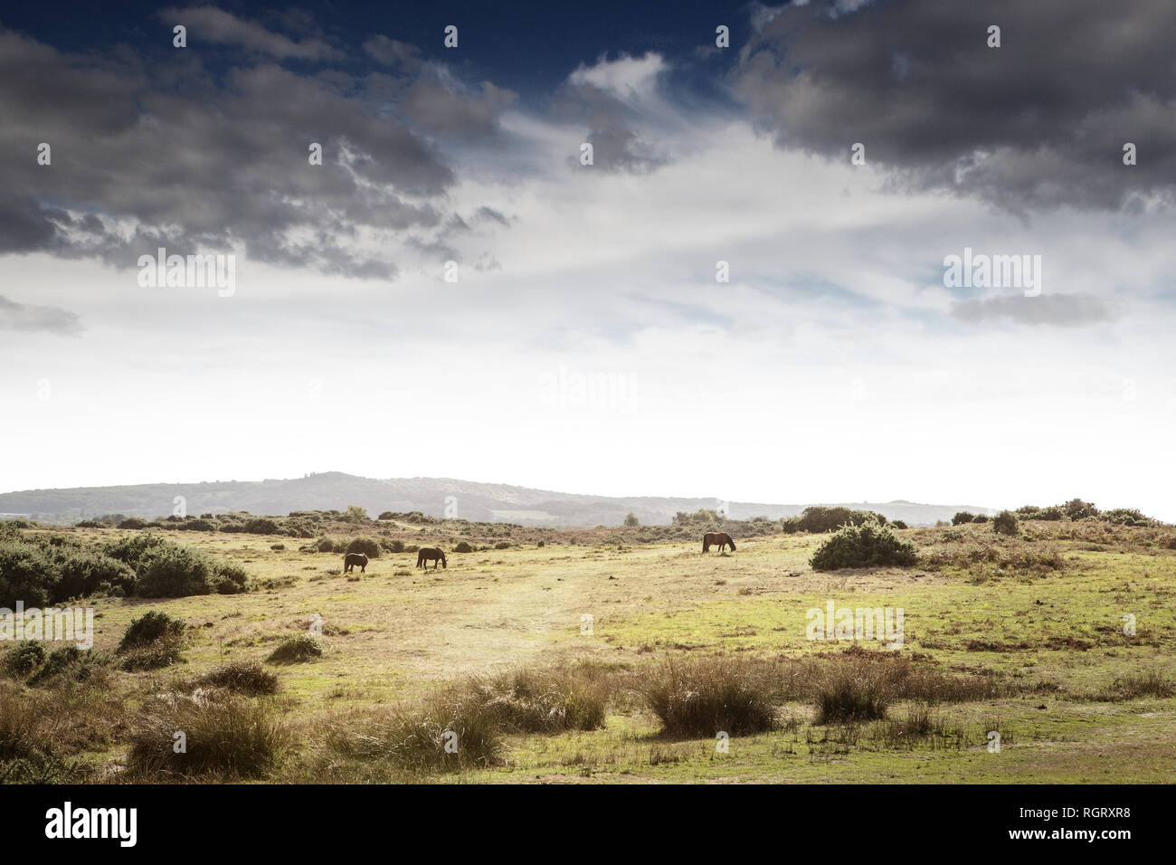 Stoborough heath hi-res stock photography and images - Alamy