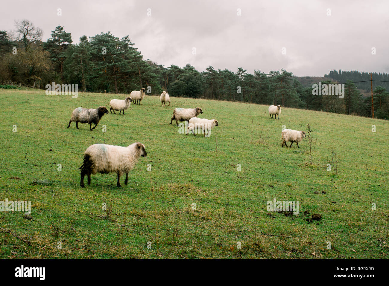 Side view of sheep pasturing on green meadow on hill in Orduna, Spain ...