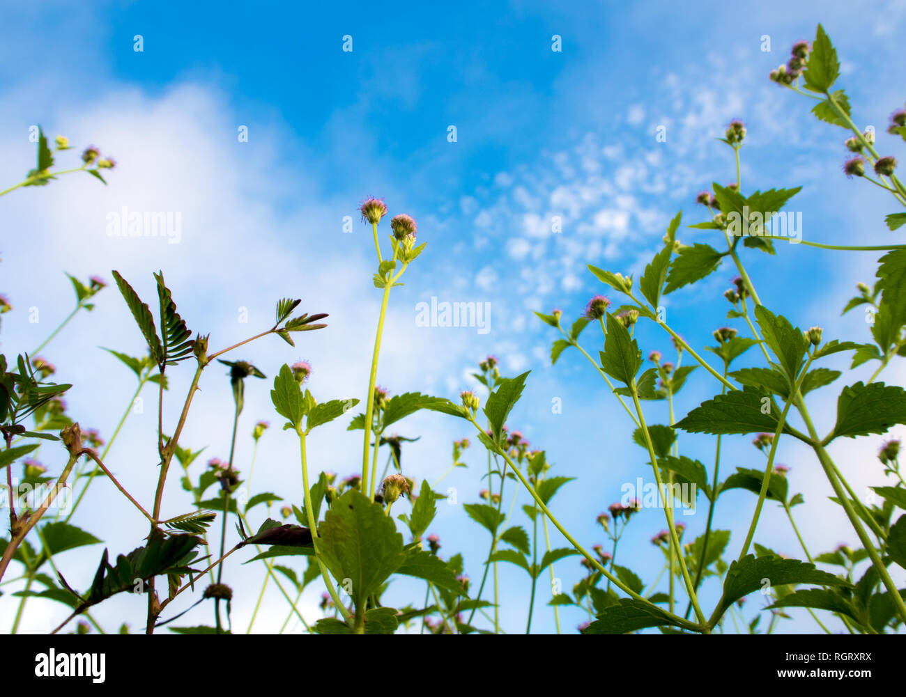 Small flower of weed and blue sky background, ant eye view Stock Photo ...