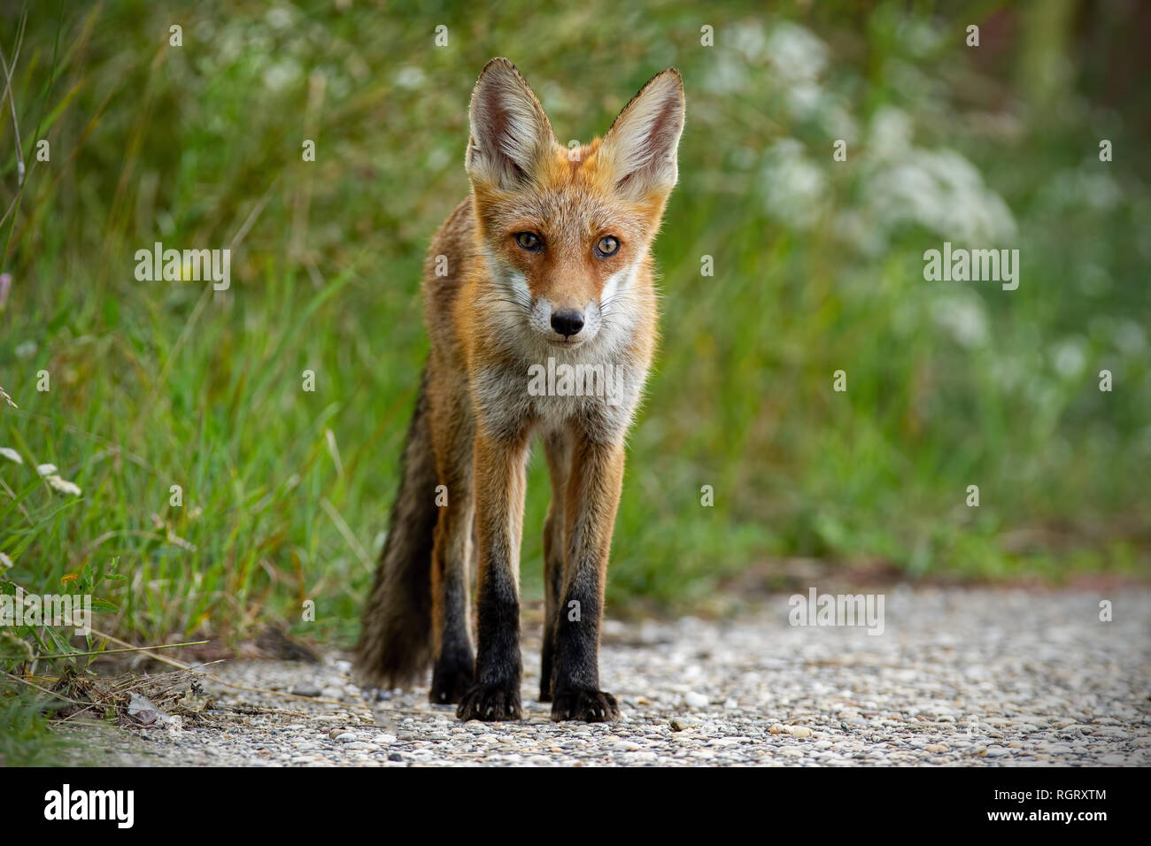 Red fox in summer hi-res stock photography and images - Alamy